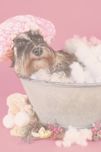 101+ of the Cutest Dog Names You’ve Ever Heard! – pupsandstuff.co
