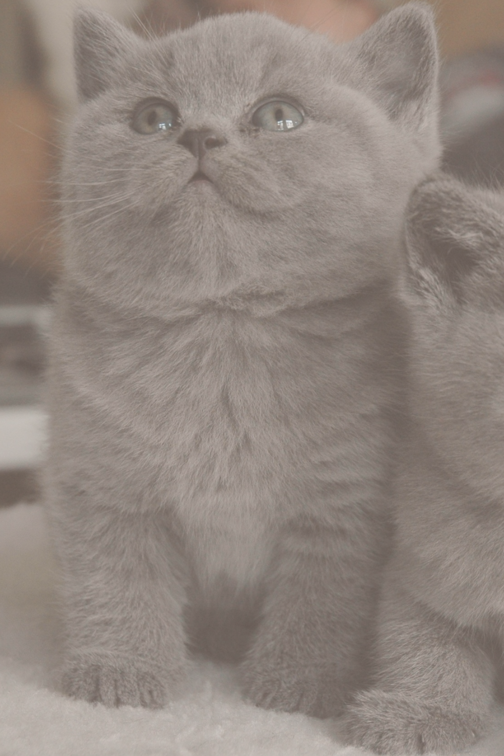 51+ Names For the Perfect Grey Cat – pupsandstuff.co