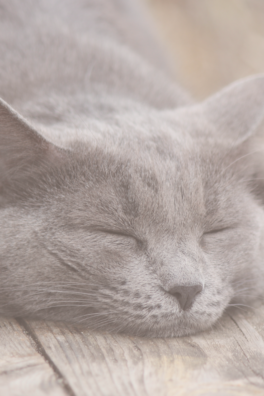 51+ Names For the Perfect Grey Cat – pupsandstuff.co
