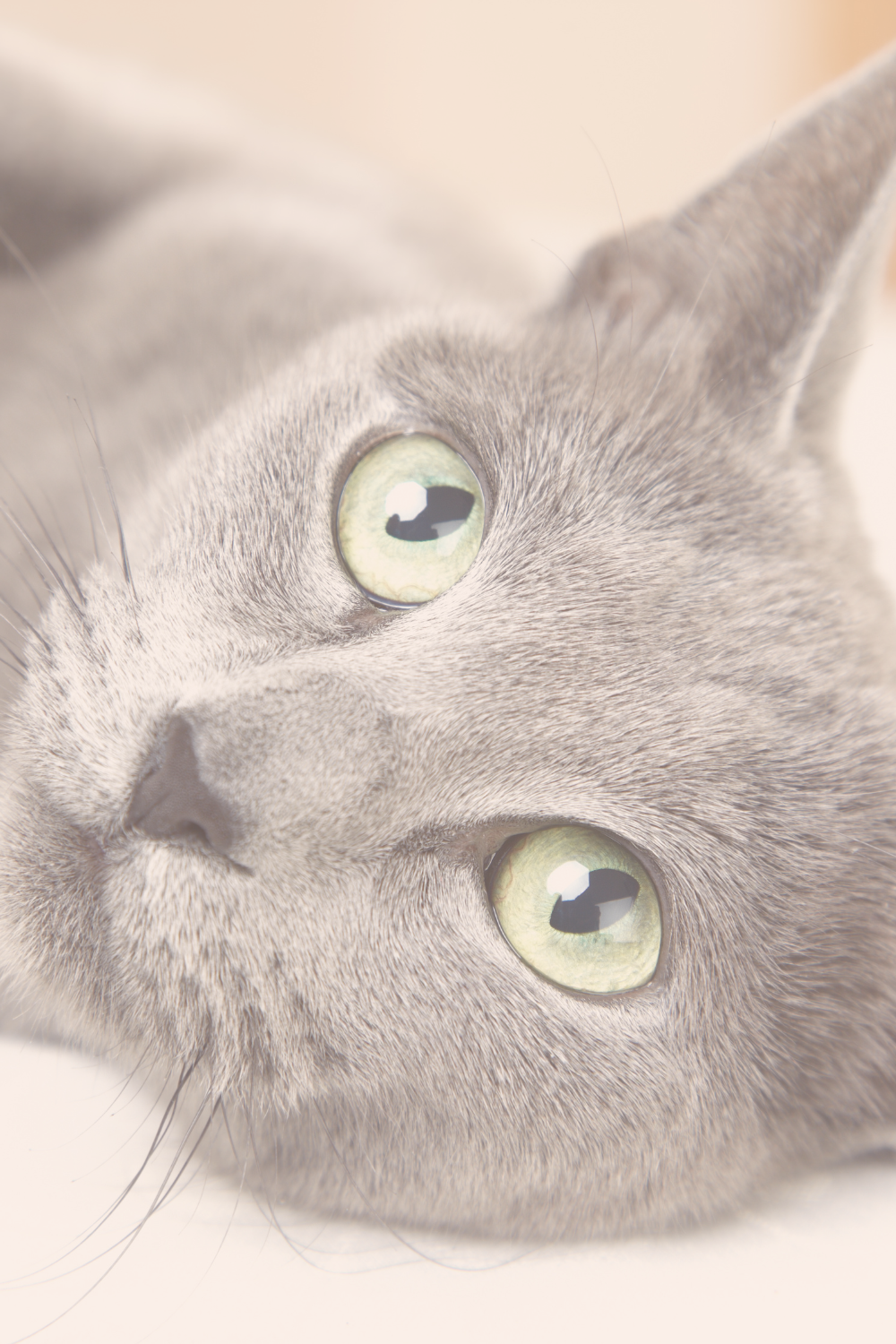 51+ Names For the Perfect Grey Cat – pupsandstuff.co