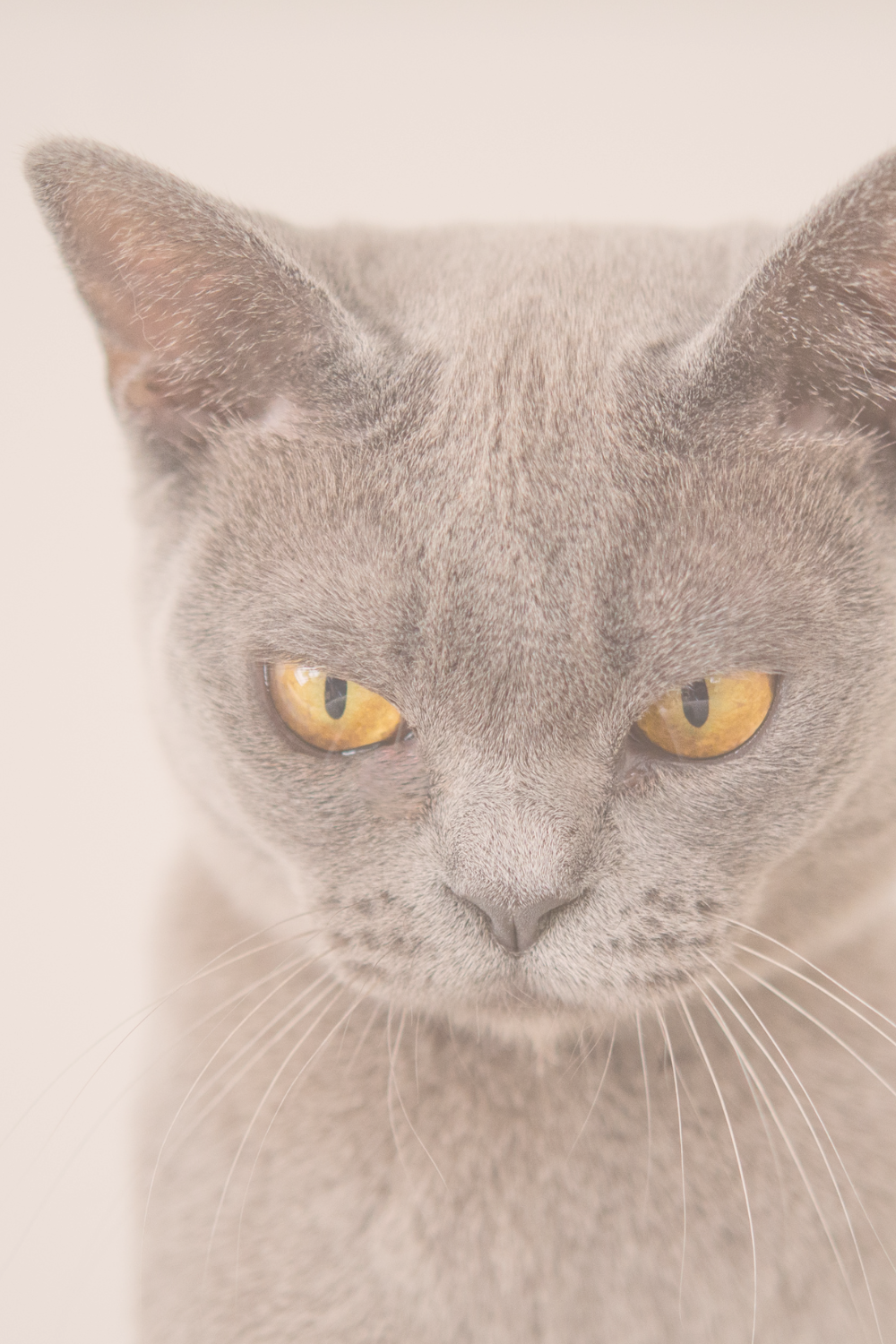 51+ Names For the Perfect Grey Cat – pupsandstuff.co
