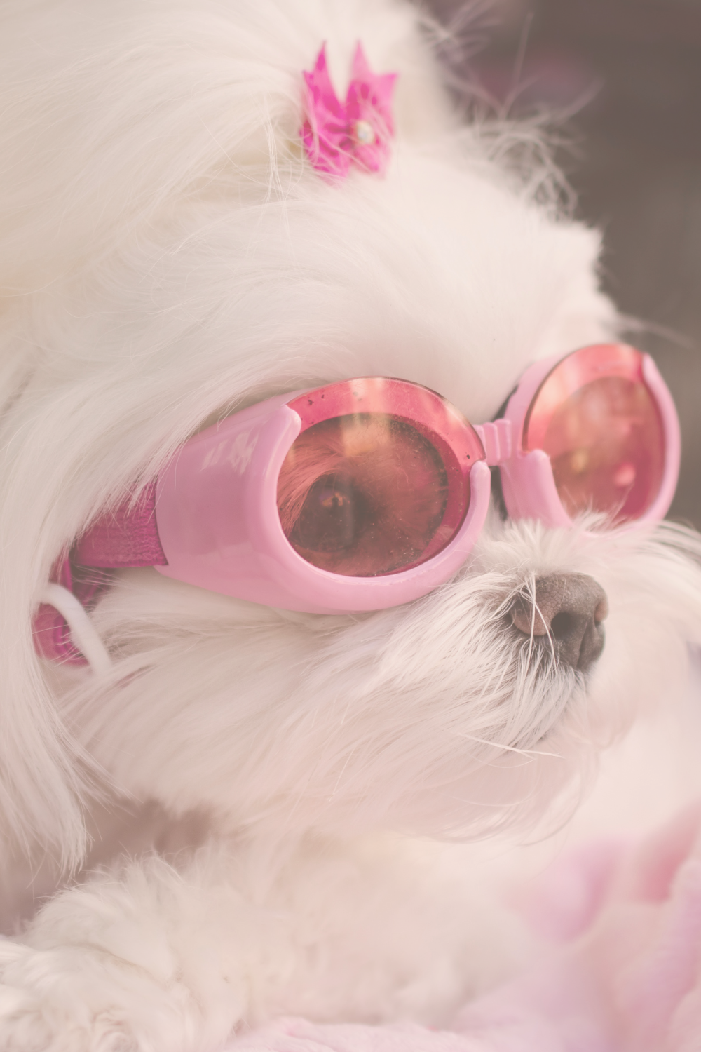 The Coolest Dog Names You’ve Ever Heard Of! – pupsandstuff.co