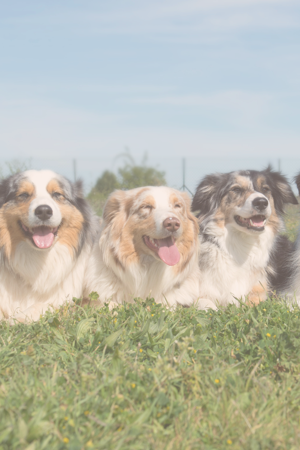 67+ Unique Dog Names (That Aren’t Overdone) – pupsandstuff.co