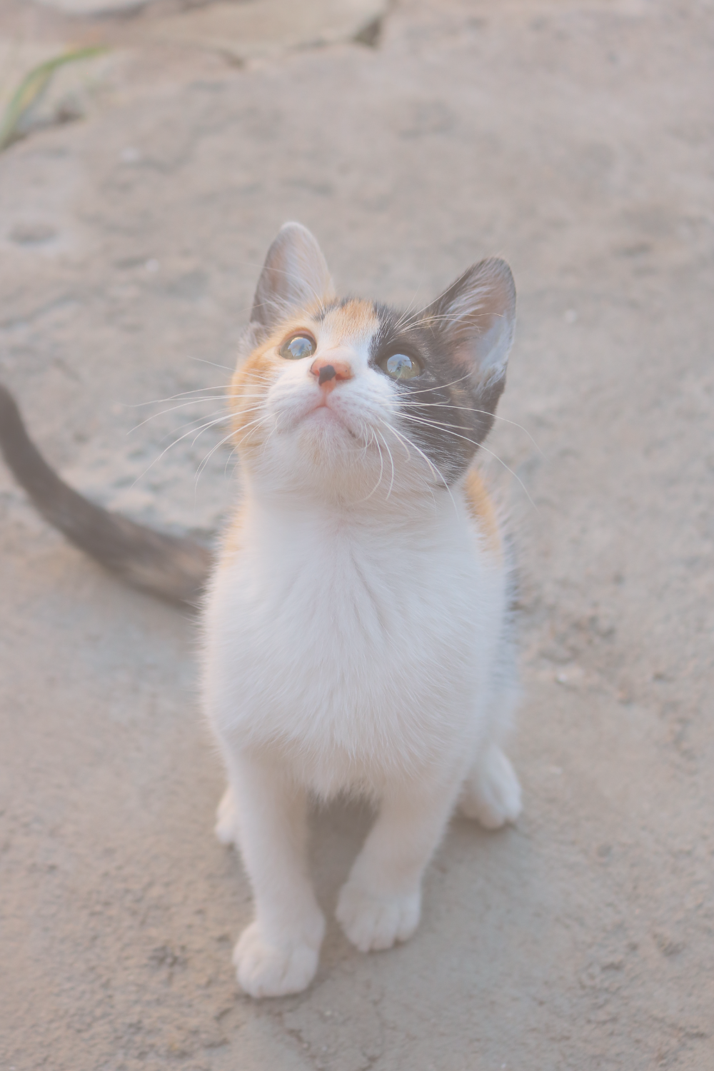 The Most Adorable Calico Cat Names – pupsandstuff.co