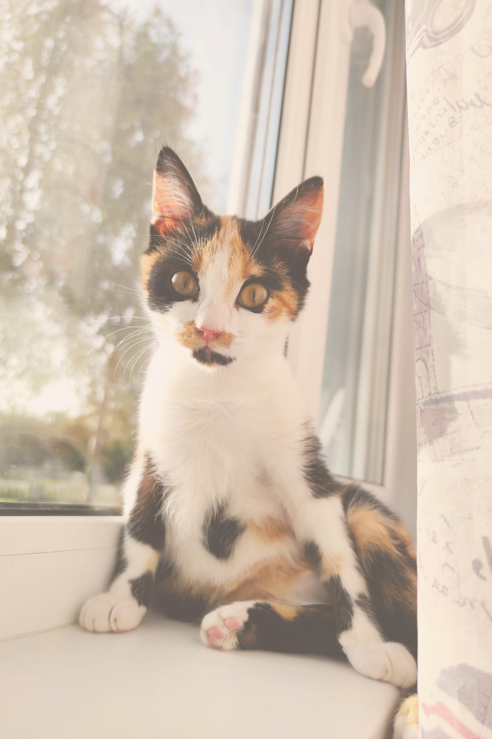 The Most Adorable Calico Cat Names – pupsandstuff.co
