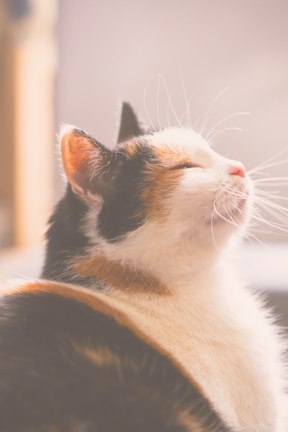 The Most Adorable Calico Cat Names – pupsandstuff.co