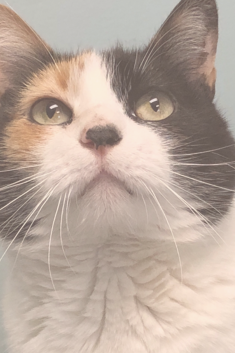 The Most Adorable Calico Cat Names – pupsandstuff.co