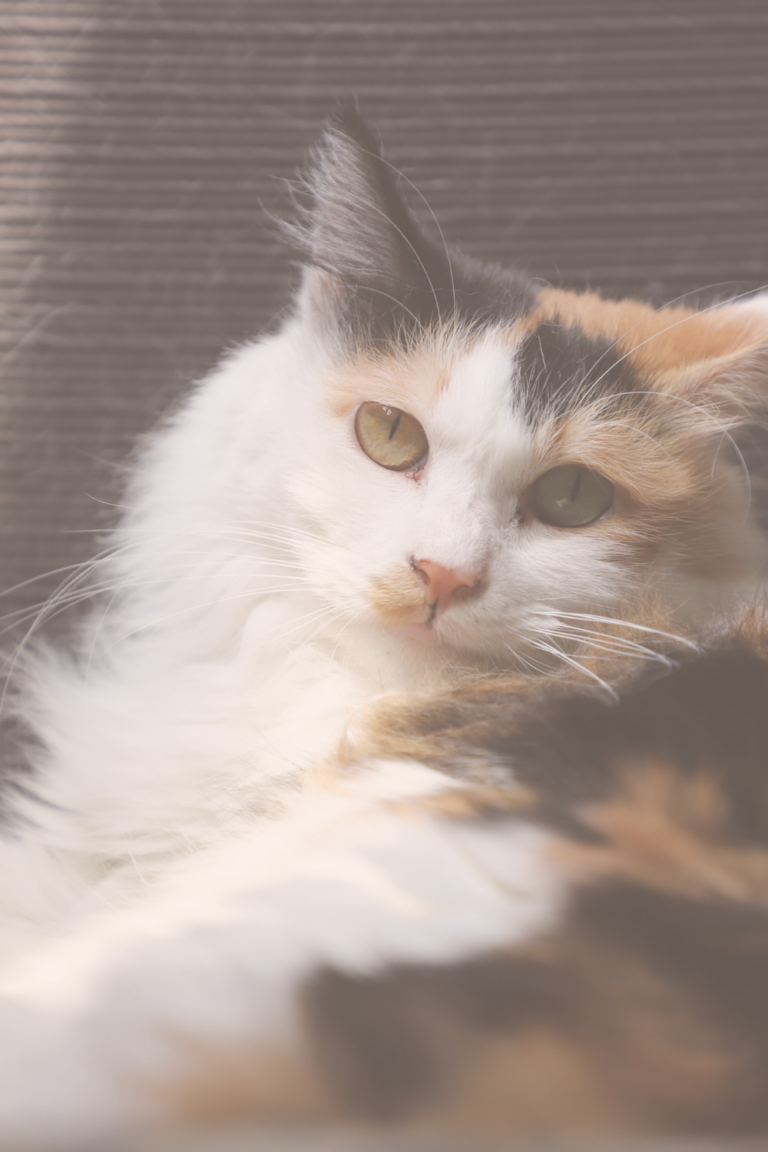 The Most Adorable Calico Cat Names – pupsandstuff.co