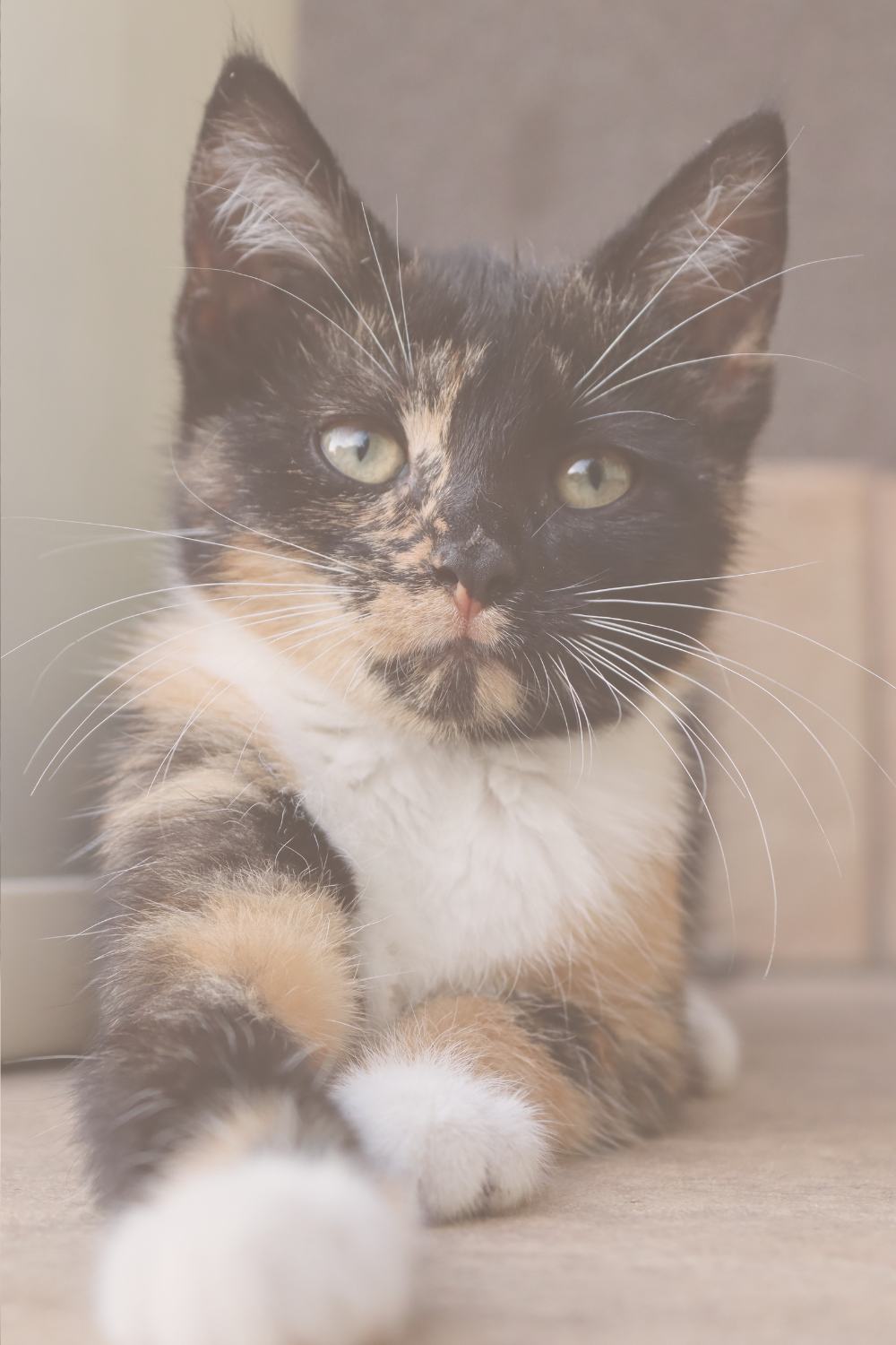 The Most Adorable Calico Cat Names – pupsandstuff.co