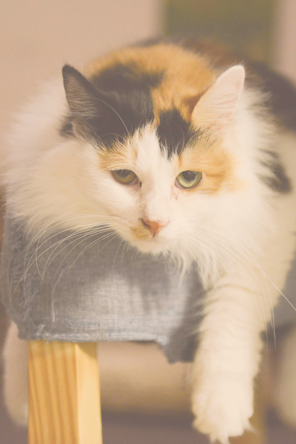 The Most Adorable Calico Cat Names – pupsandstuff.co