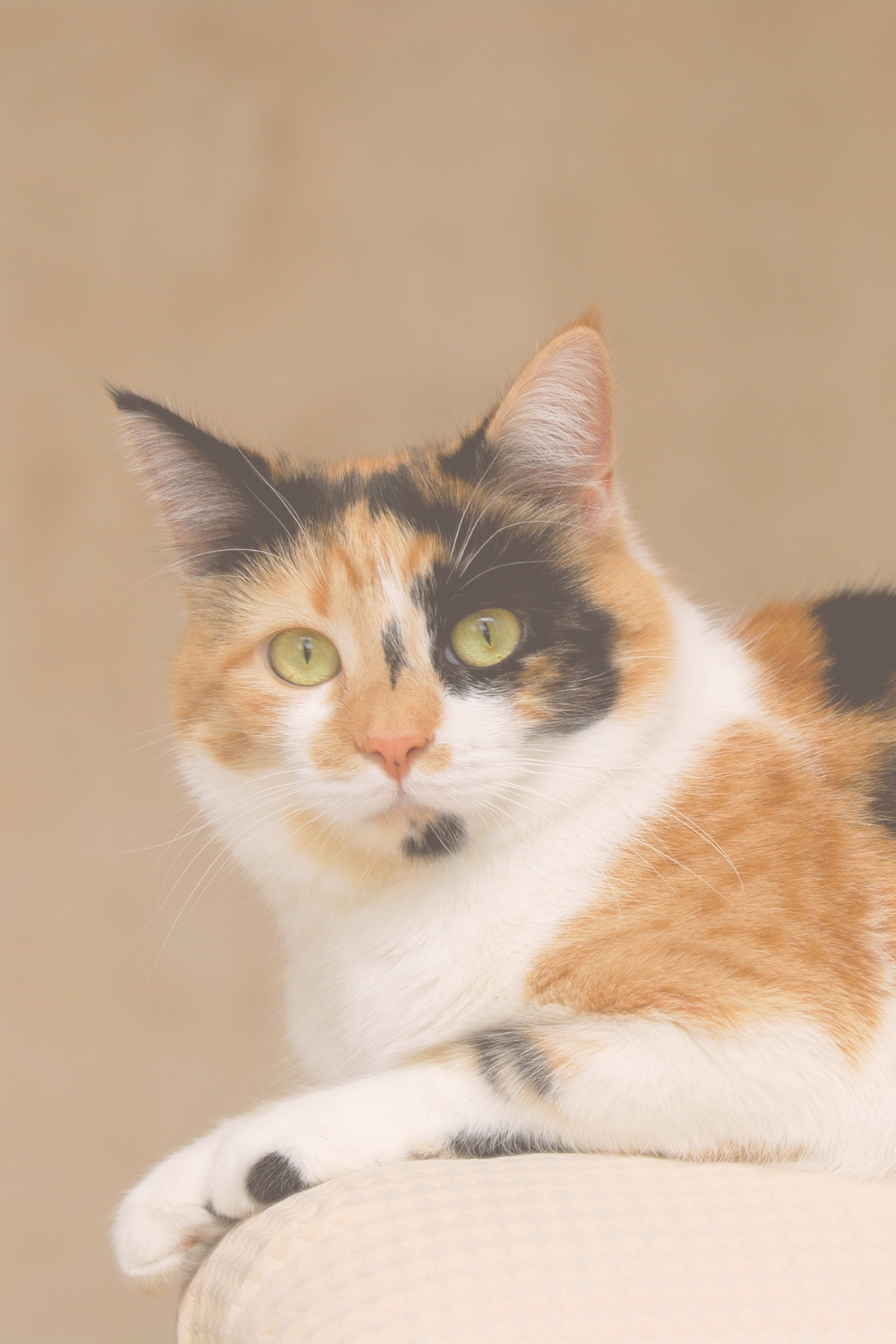 The Most Adorable Calico Cat Names – pupsandstuff.co