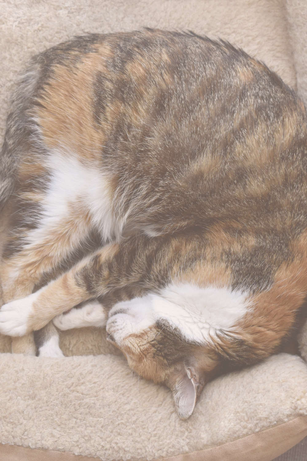 The Most Adorable Calico Cat Names – pupsandstuff.co