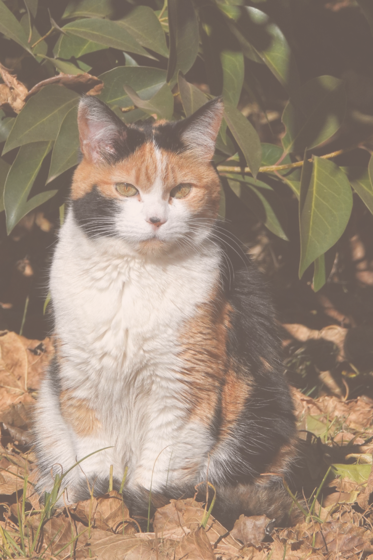 The Most Adorable Calico Cat Names – pupsandstuff.co