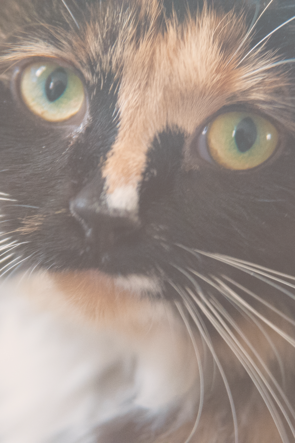 The Most Adorable Calico Cat Names – pupsandstuff.co