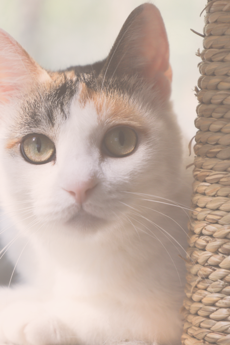 The Most Adorable Calico Cat Names – pupsandstuff.co