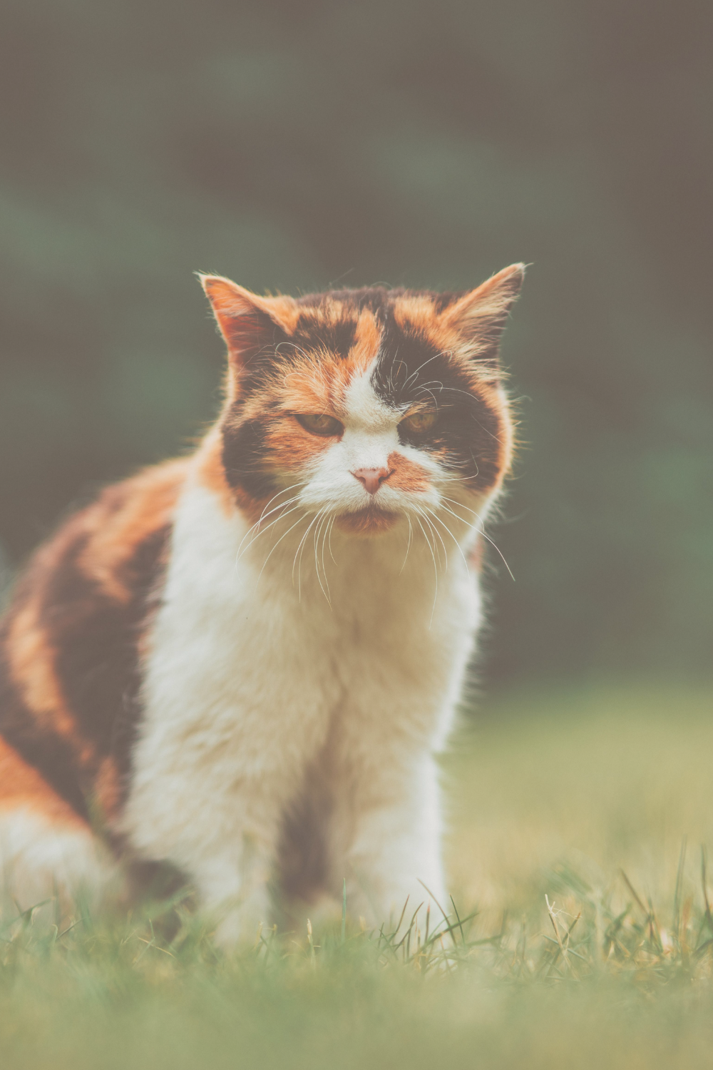 The Most Adorable Calico Cat Names – pupsandstuff.co