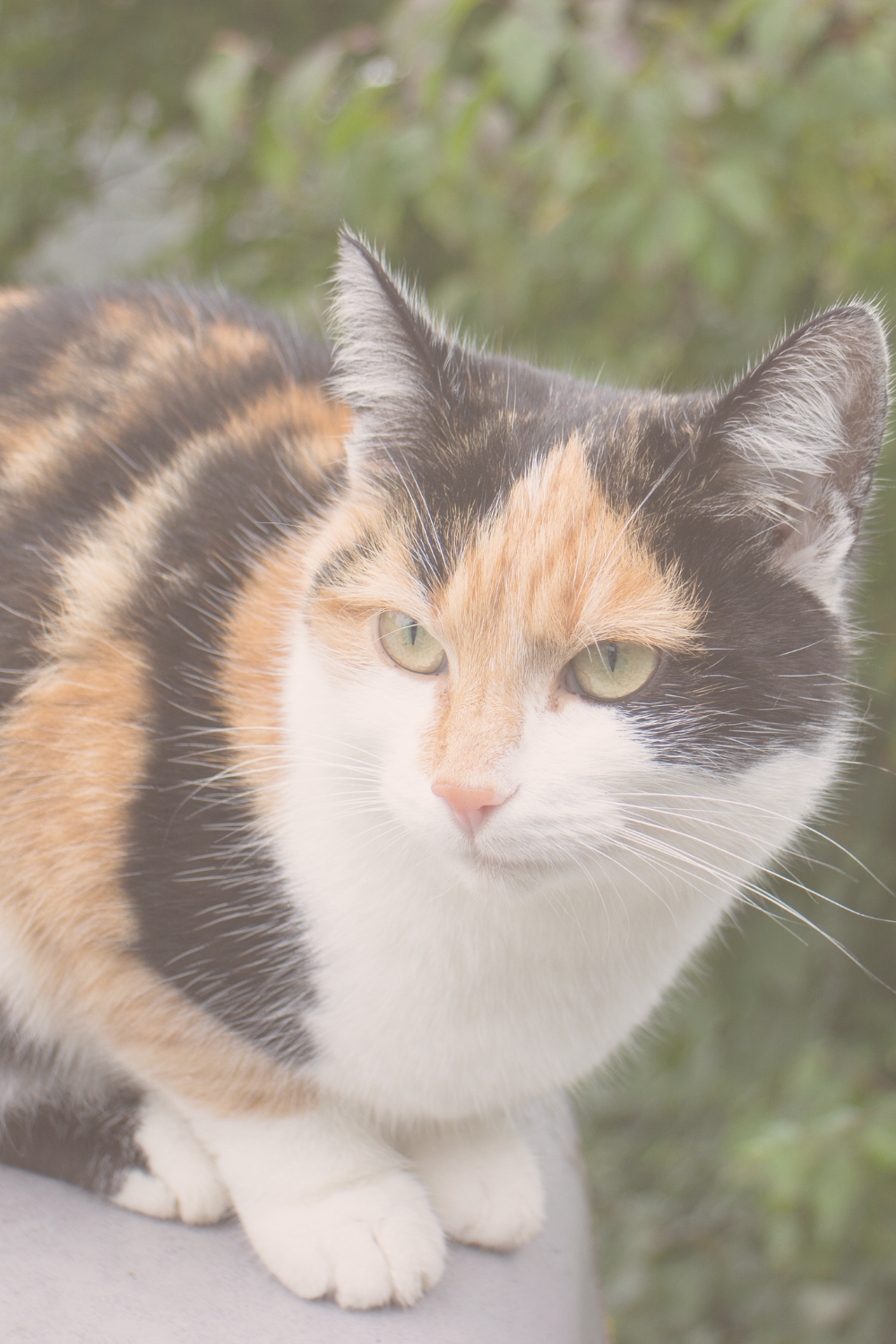 The Most Adorable Calico Cat Names – pupsandstuff.co