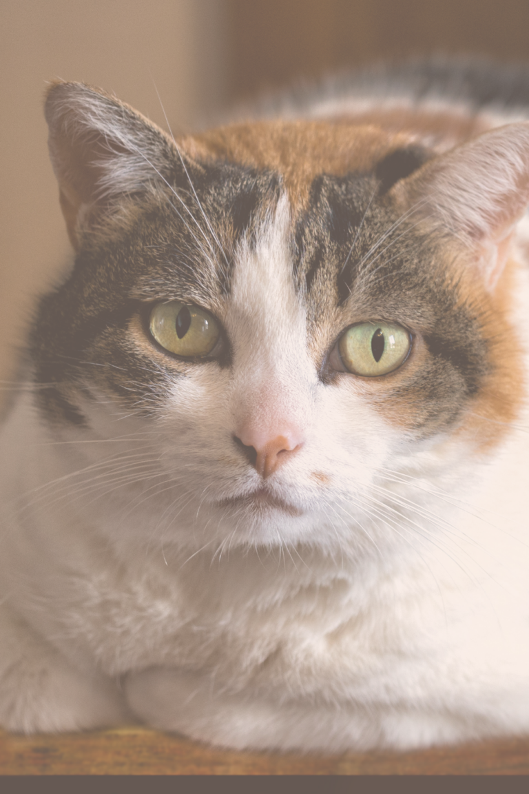 The Most Adorable Calico Cat Names – pupsandstuff.co