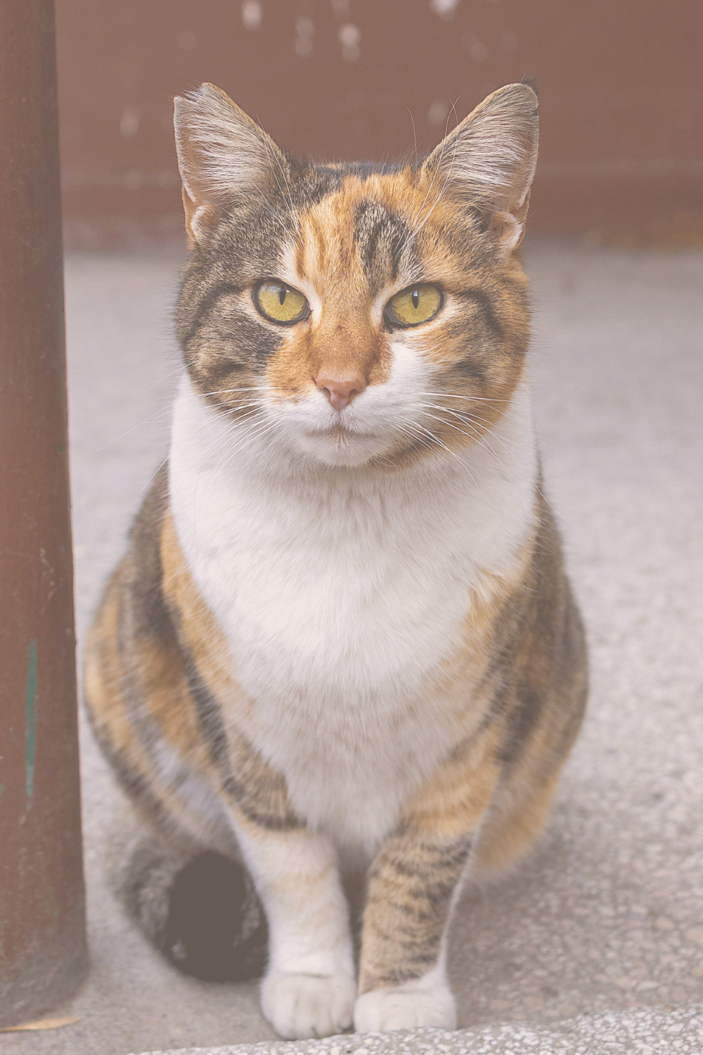 The Most Adorable Calico Cat Names – pupsandstuff.co