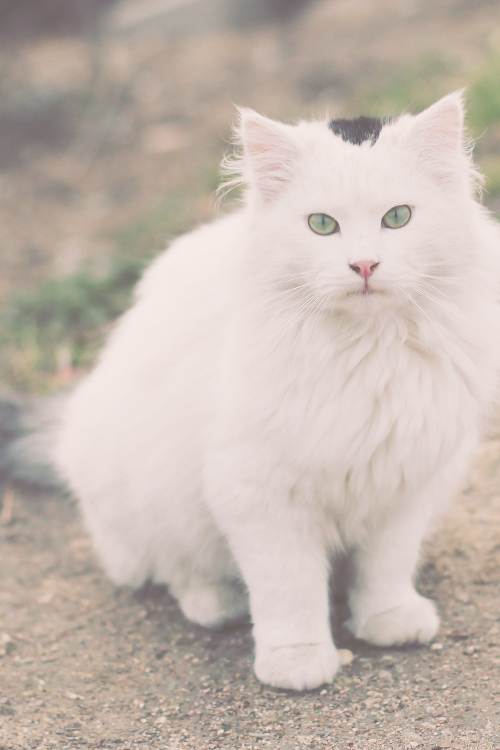 70+ Cutest Names for White Cats – pupsandstuff.co