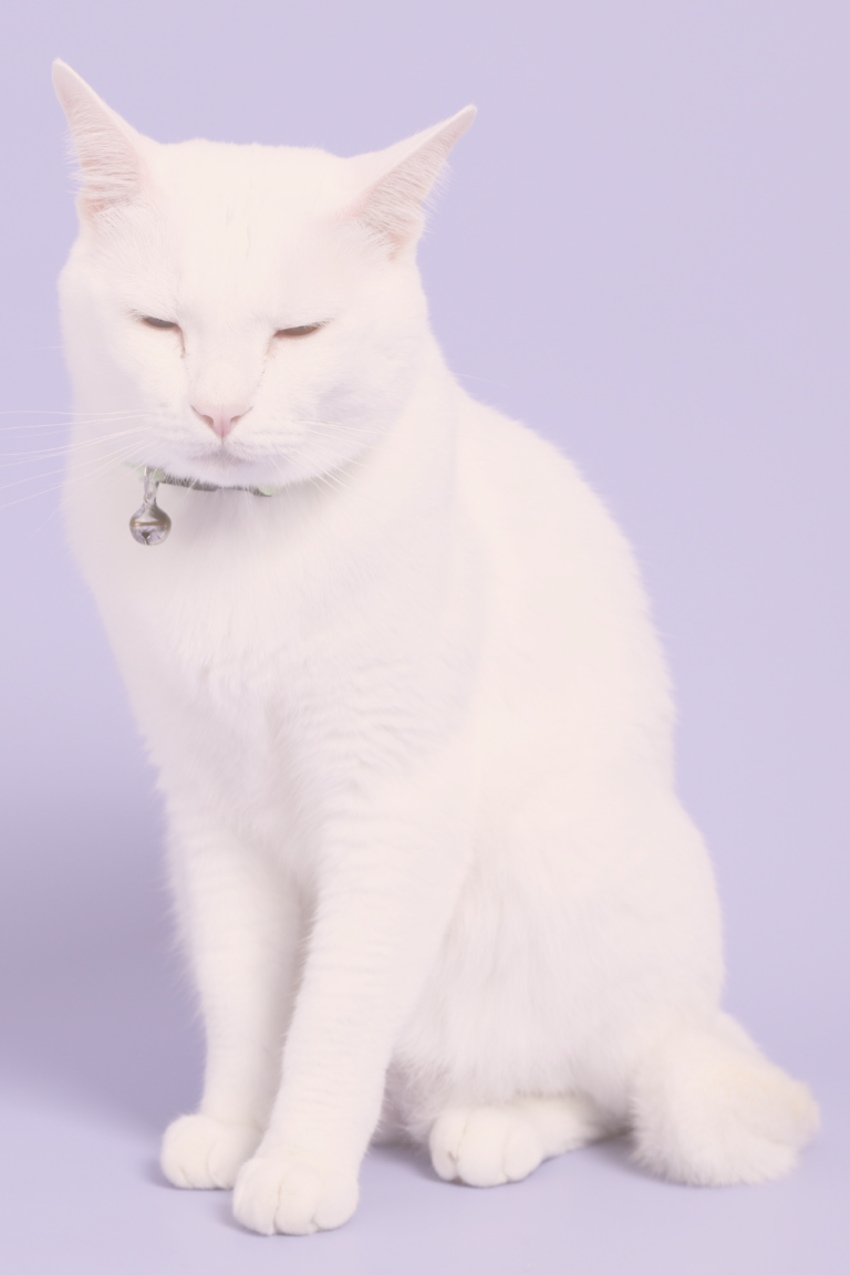 70+ Cutest Names for White Cats – pupsandstuff.co