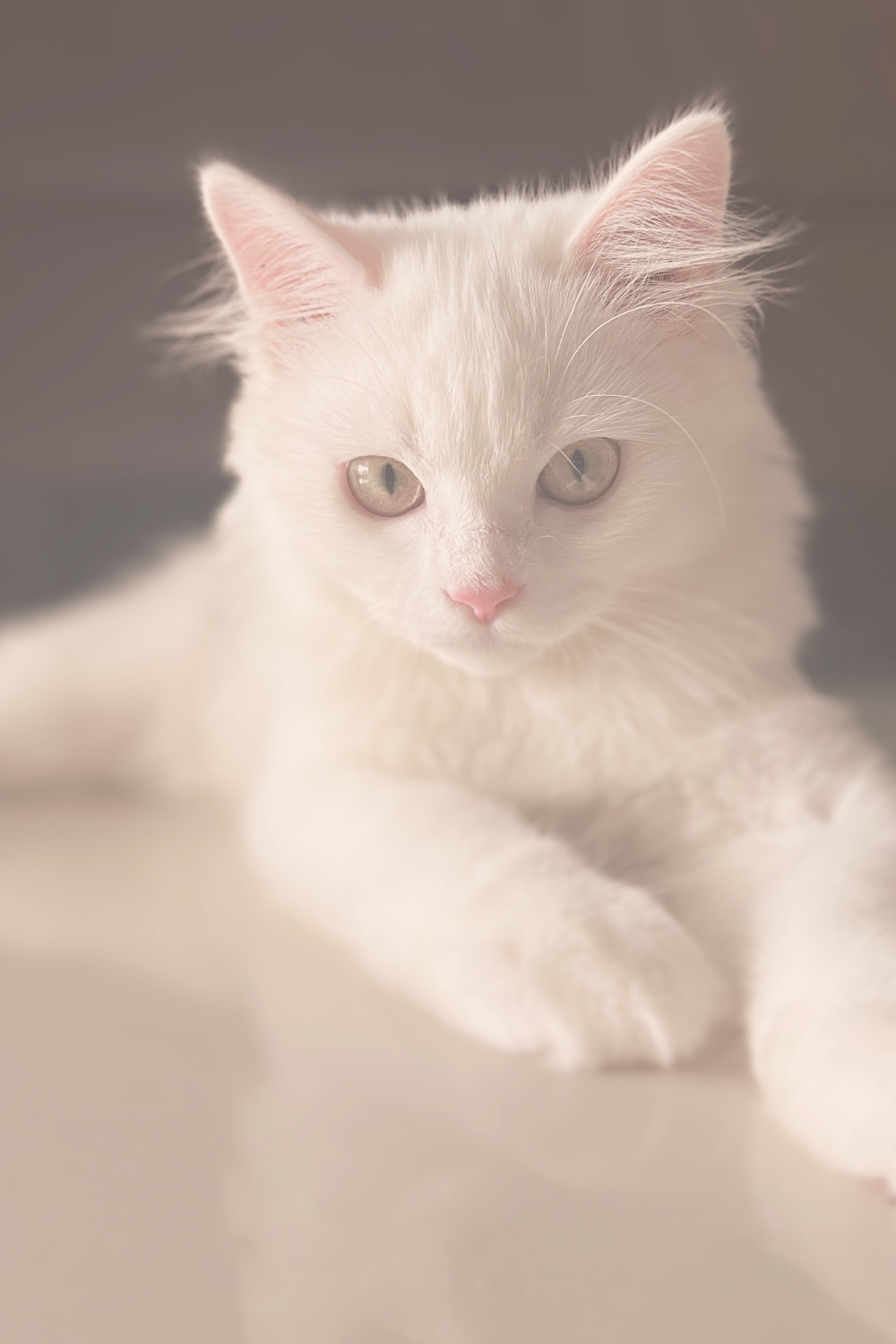 70+ Cutest Names for White Cats – pupsandstuff.co