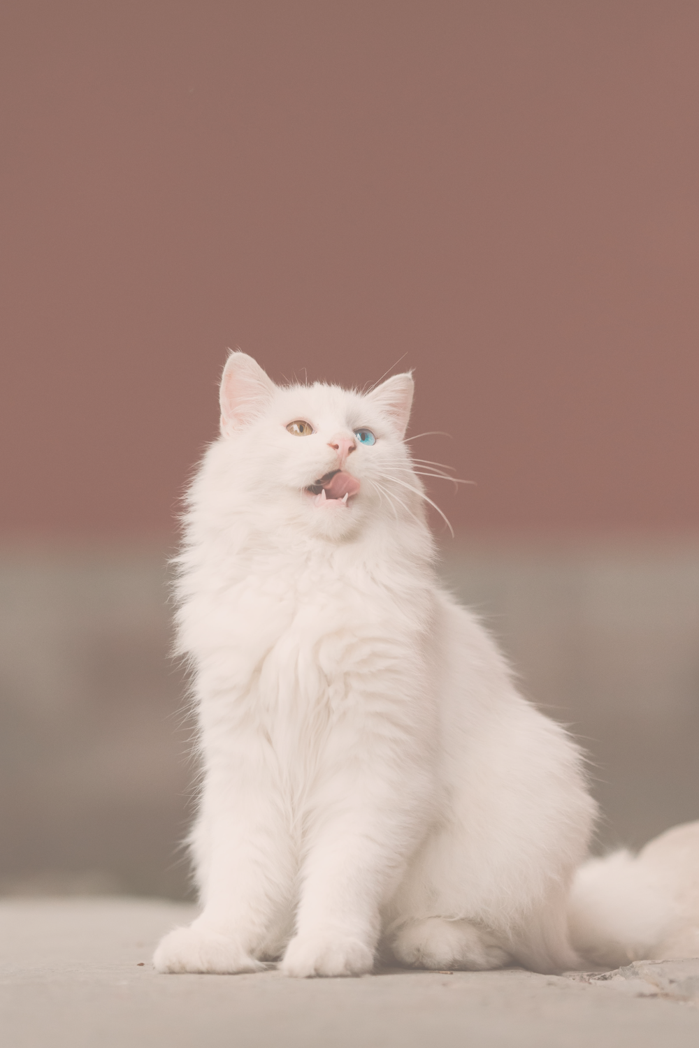 70+ Cutest Names for White Cats – pupsandstuff.co