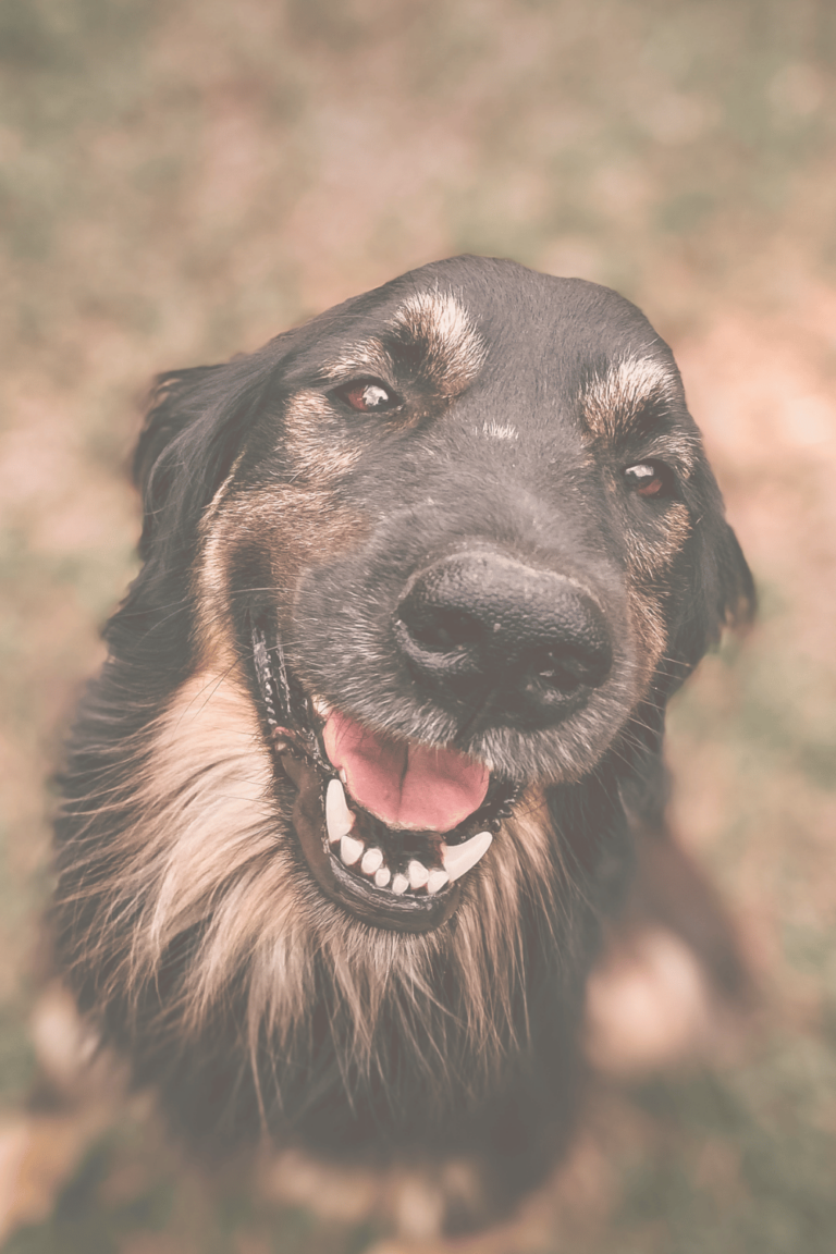 99+ Badass Girl Dog Names for Rebel Pups – pupsandstuff.co