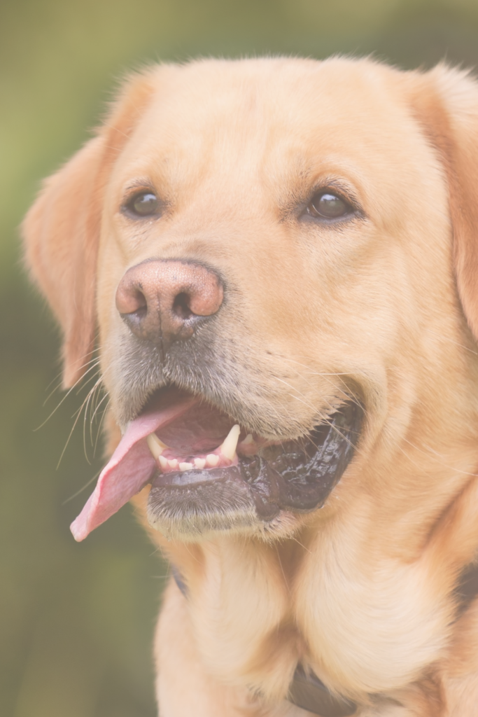 The BEST Farm Dog Names For Any Breed Pupsandstuff co